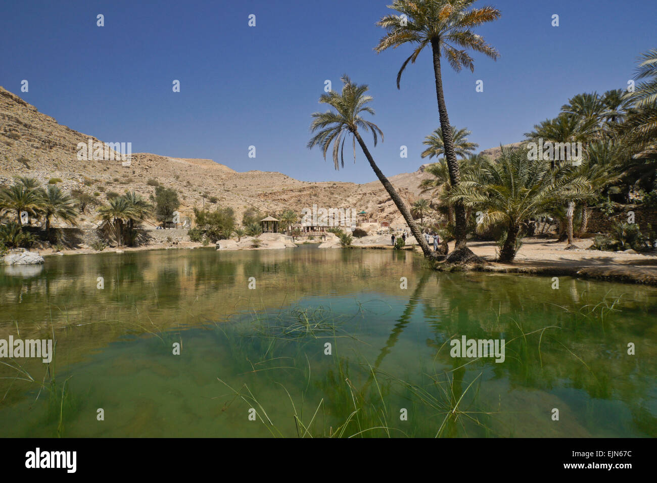 Date palms oman hi-res stock photography and images - Alamy