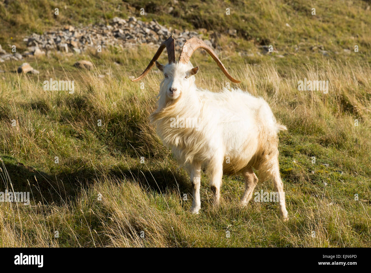 Kashmiri Goat on the Great Orme at Llandudno, Conwy, Wales, UK Stock ...