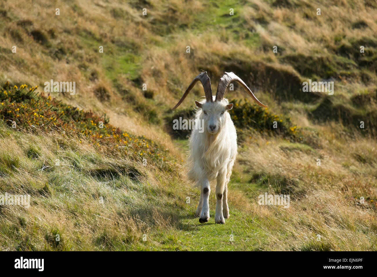 Kashmiri goat on great orme hi-res stock photography and images - Alamy