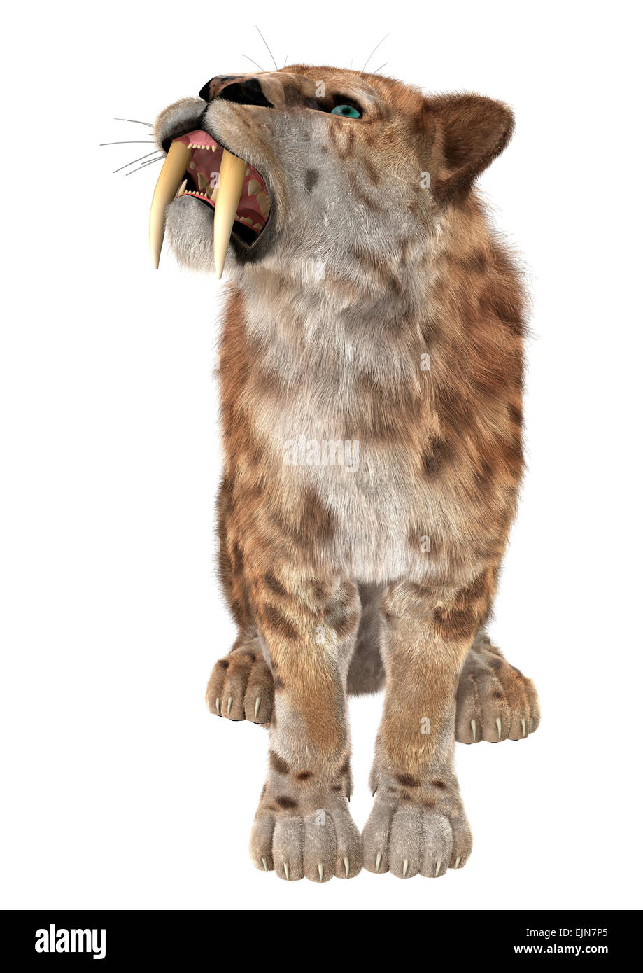 3D digital render of a sitting smilodon or a saber toothed cat isolated ...