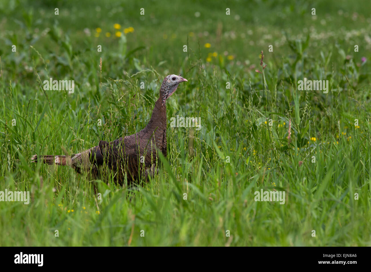 Eastern wild turkey - hen Stock Photo - Alamy