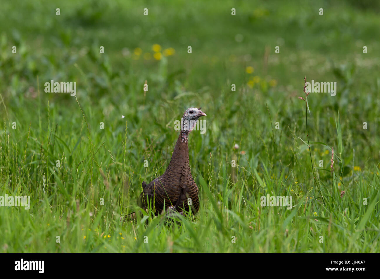 Eastern wild turkey - hen Stock Photo - Alamy