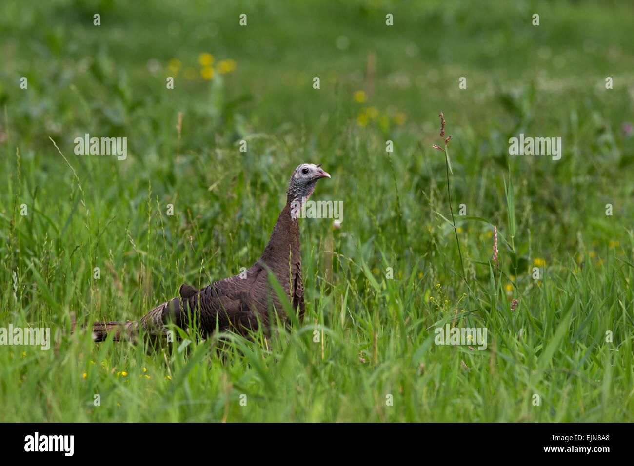 Eastern wild turkey - hen Stock Photo - Alamy