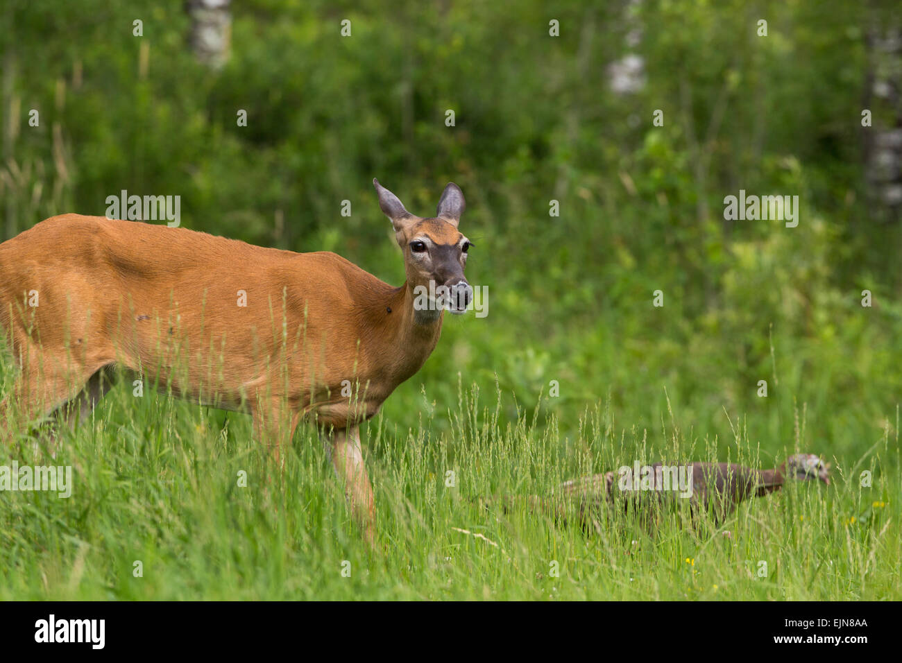 White-tailed deer and eastern wild turkey Stock Photo - Alamy