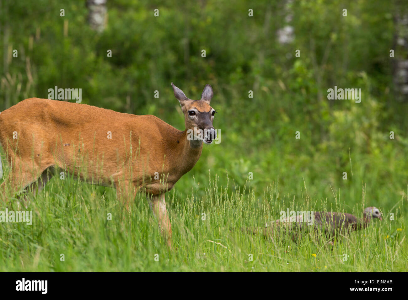 White-tailed deer and eastern wild turkey Stock Photo - Alamy