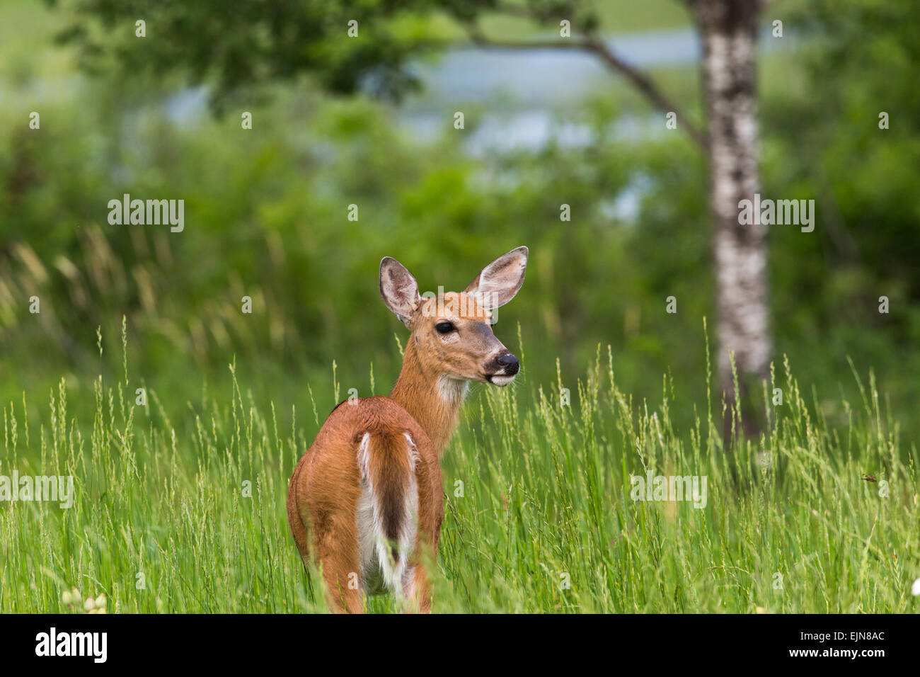 White tailed deer yearling hi-res stock photography and images - Alamy
