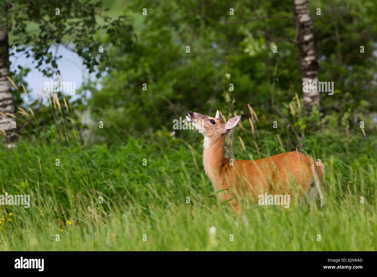 Natural habitat for bugs and insects hi-res stock photography and ...