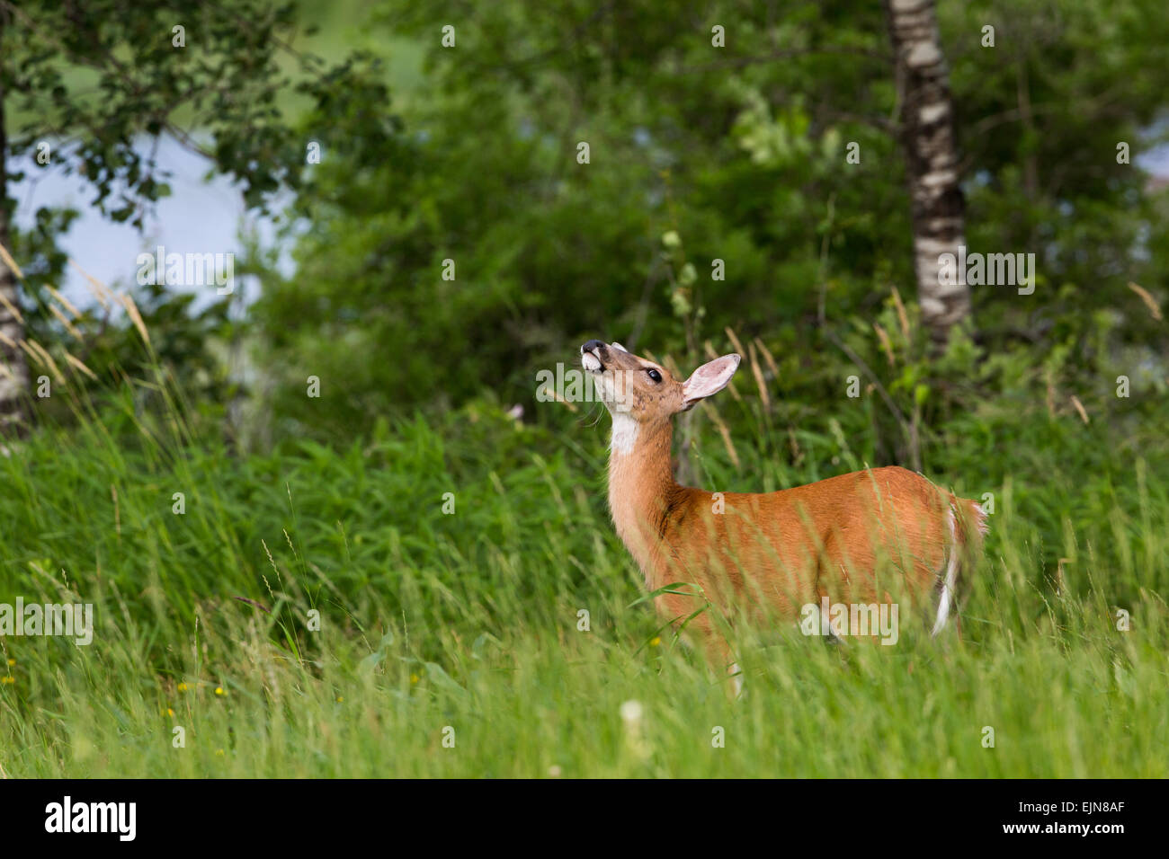 Whitetail bothered by insects hi-res stock photography and images - Alamy