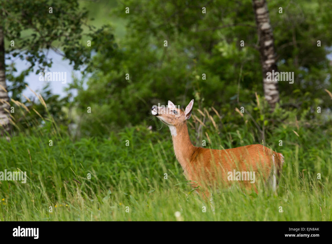 Whitetail deer whitetail deer yearling whitetail doe doe hi-res stock ...