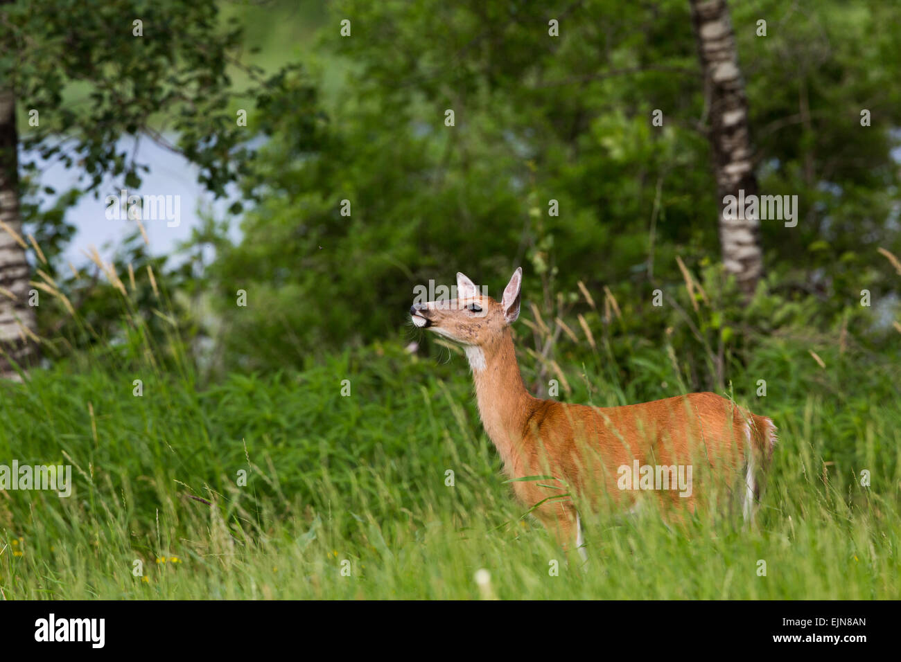 White tailed deer yearling hi-res stock photography and images - Alamy
