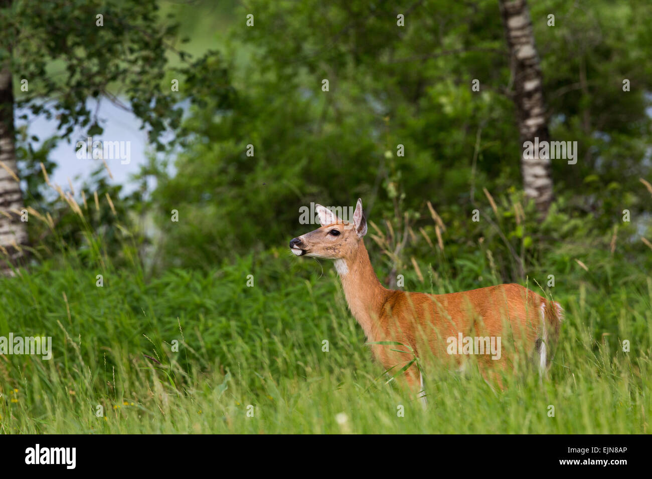 Yearling white-tailed deer bothered by insects Stock Photo - Alamy
