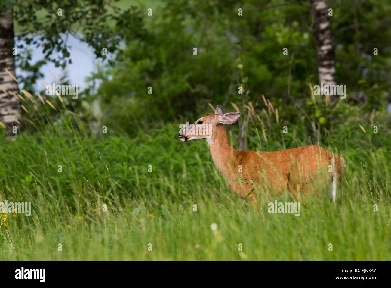 Whitetail bothered by insects hi-res stock photography and images - Alamy