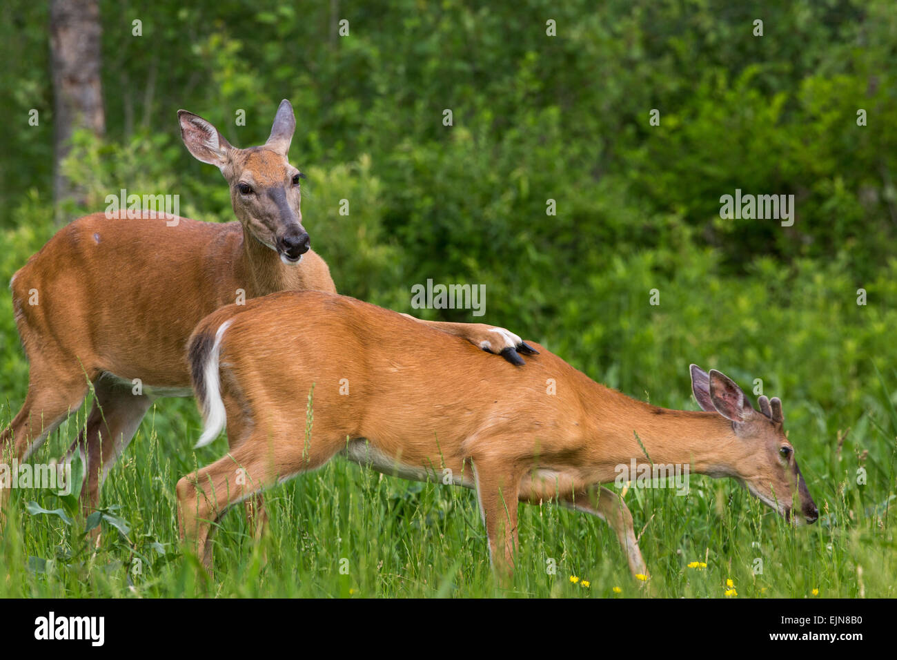 White tailed deer hoof hi-res stock photography and images - Alamy