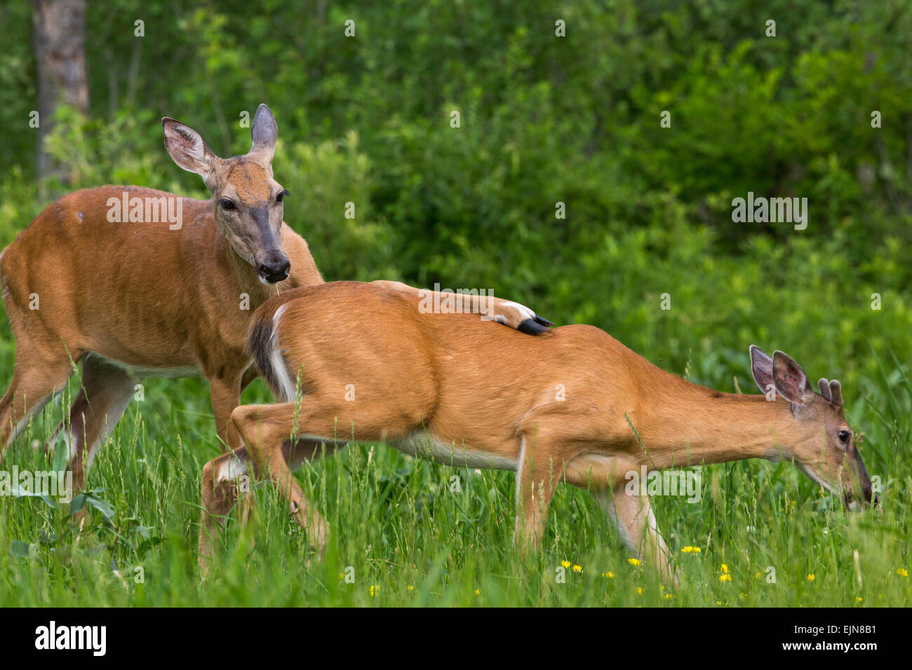 White-tailed doe and yearling buck Stock Photo - Alamy