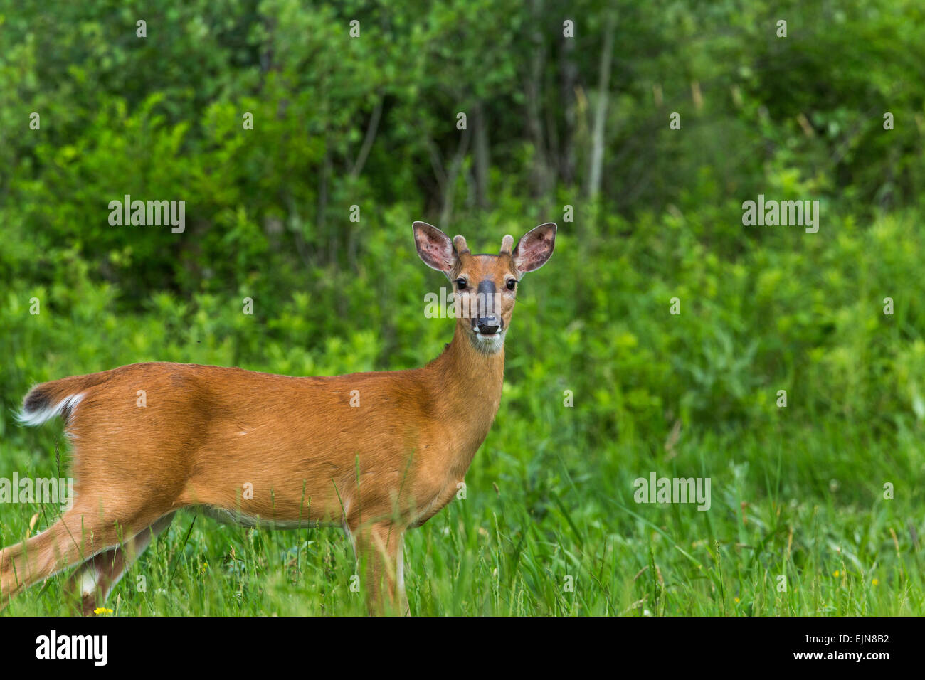 Yearling white-tailed buck Stock Photo - Alamy