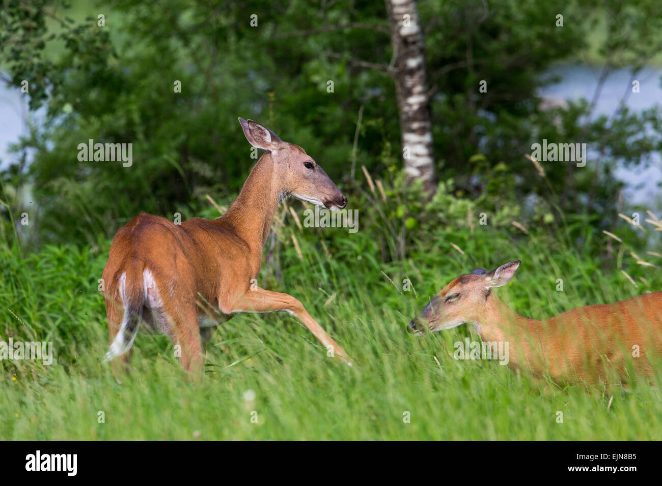 White-tailed doe chasing away yearling Stock Photo - Alamy