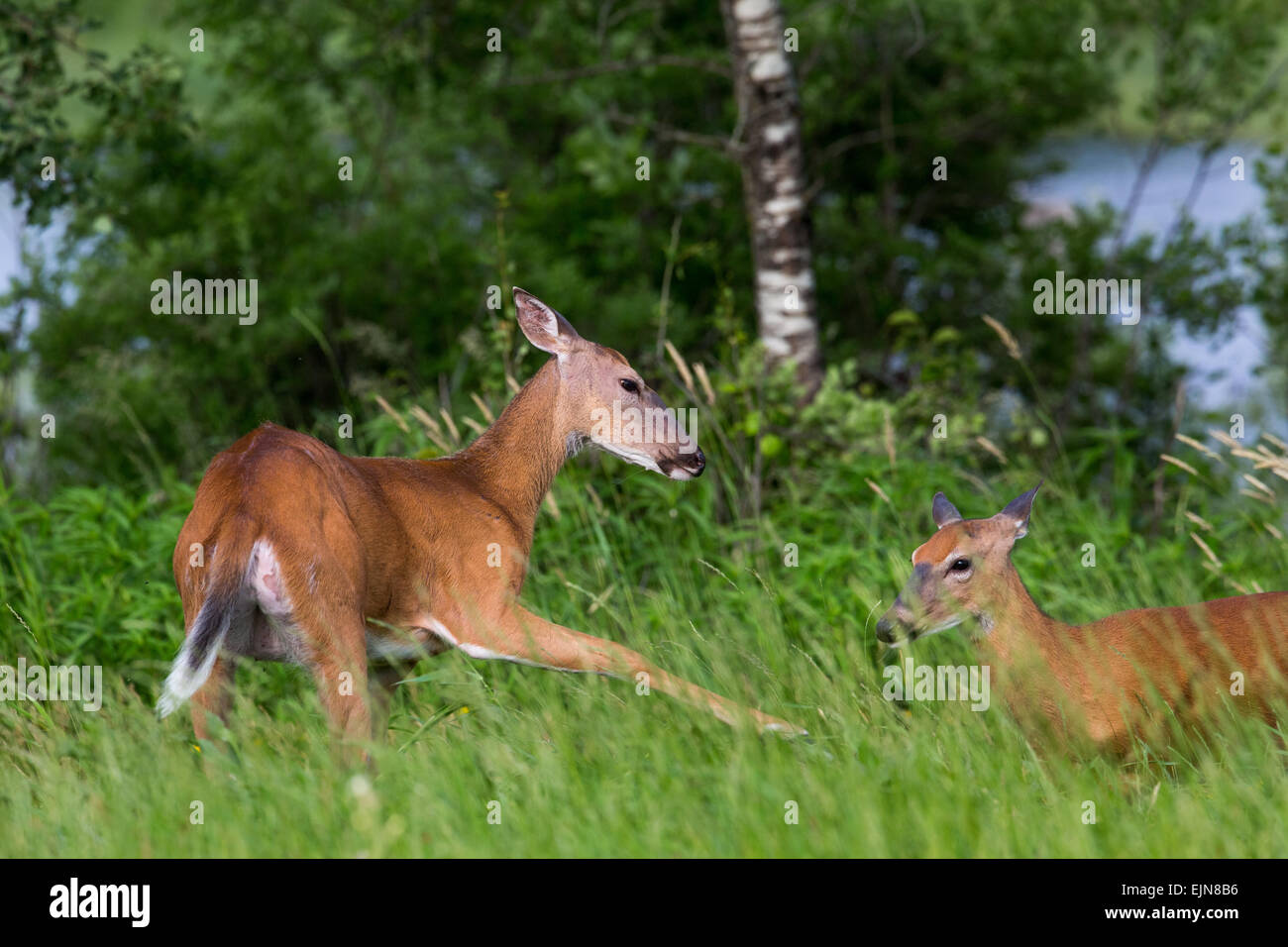 White-tailed doe chasing away yearling Stock Photo - Alamy
