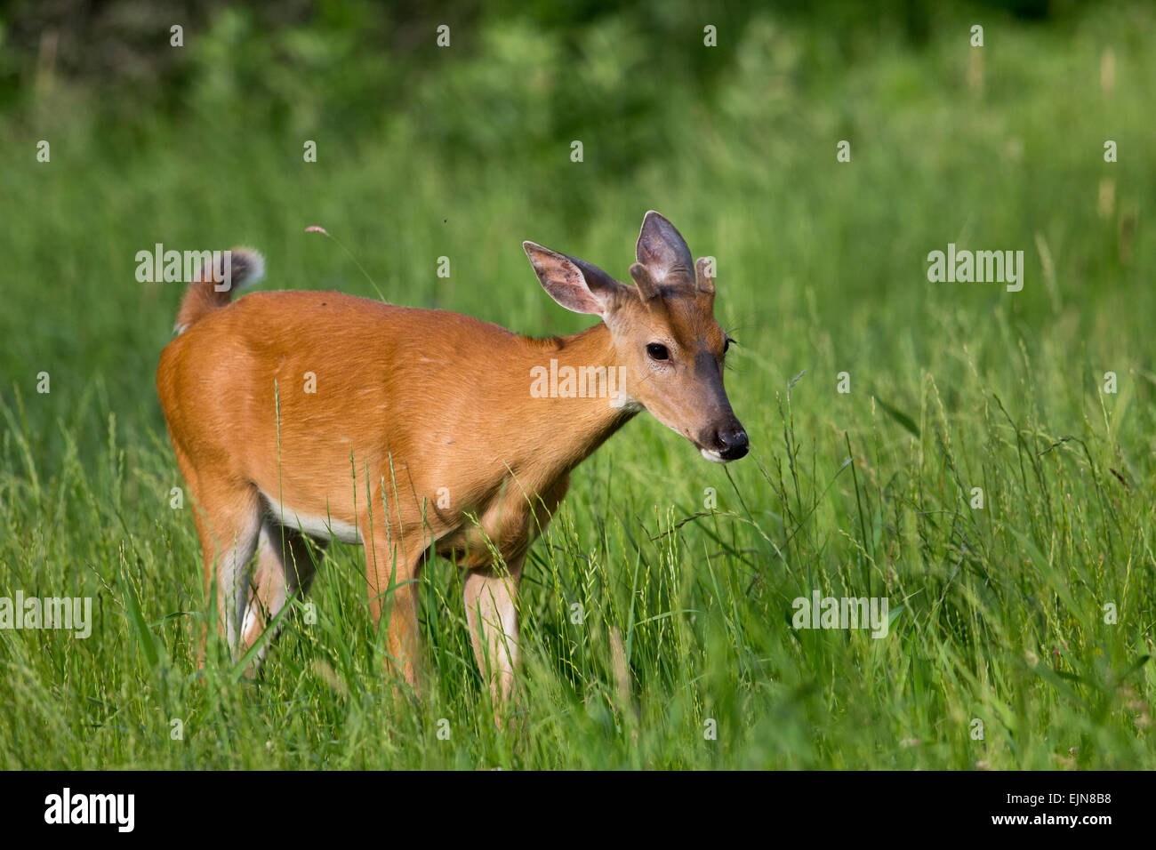Yearling Whitetail High Resolution Stock Photography and Images - Alamy