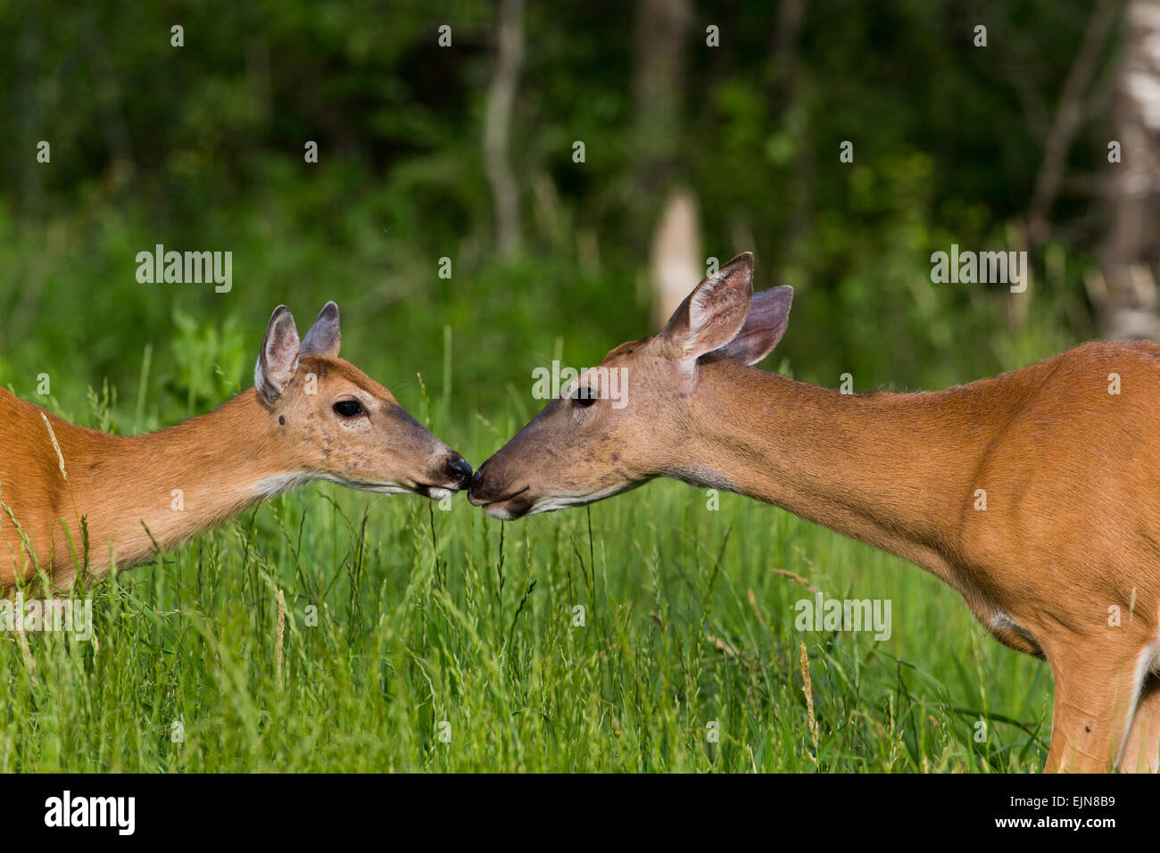 Yearling deer hi-res stock photography and images - Alamy