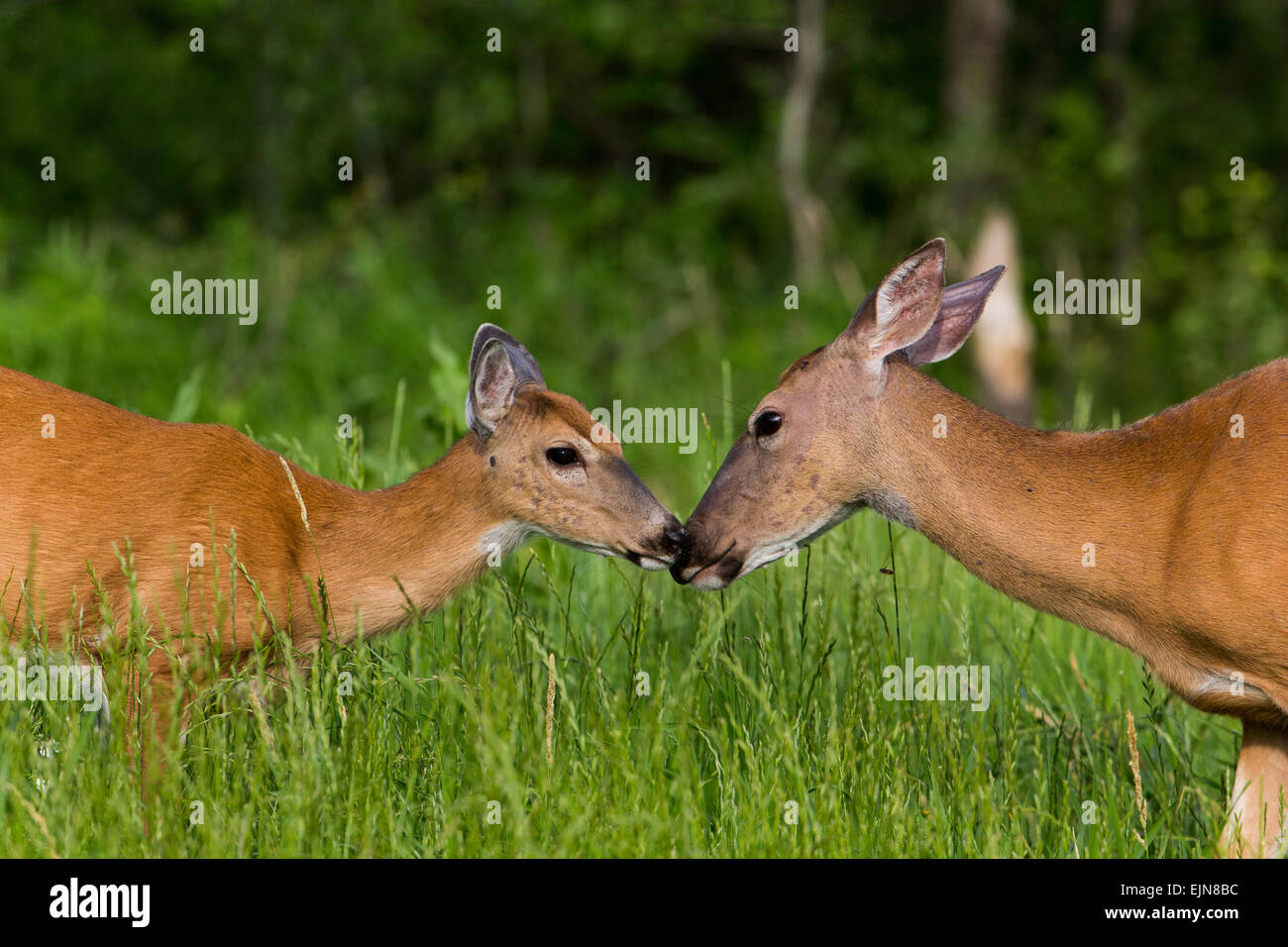 Identify habitat hi-res stock photography and images - Alamy