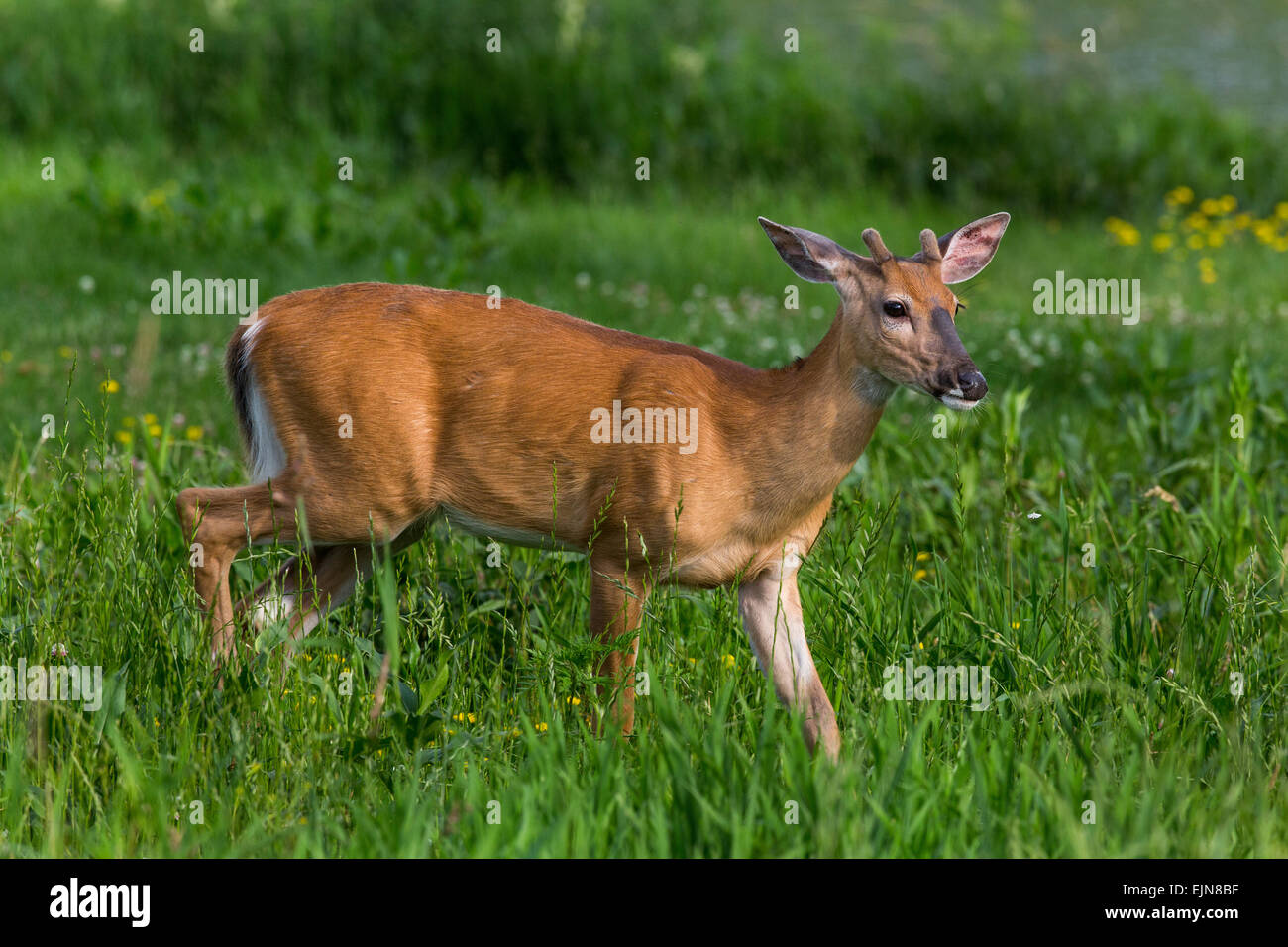 Yearling white-tailed buck Stock Photo - Alamy