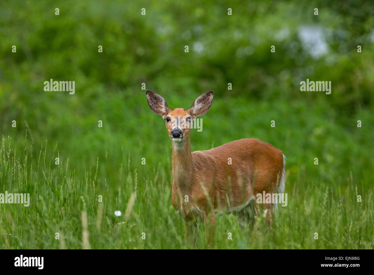 Whitetail deer whitetail deer yearling whitetail doe doe hi-res stock ...