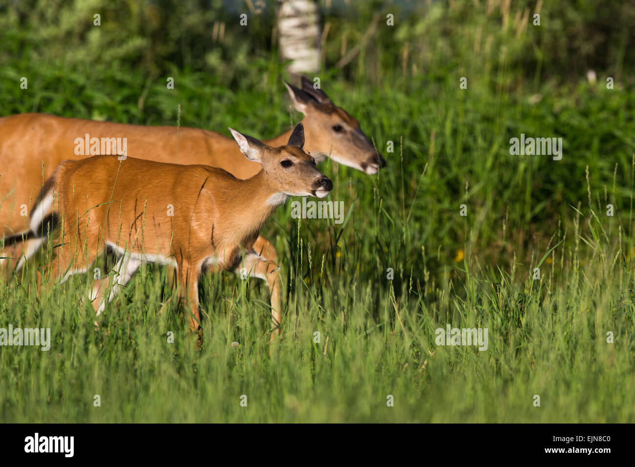 Whitetail deer whitetail deer yearling whitetail doe doe hi-res stock ...