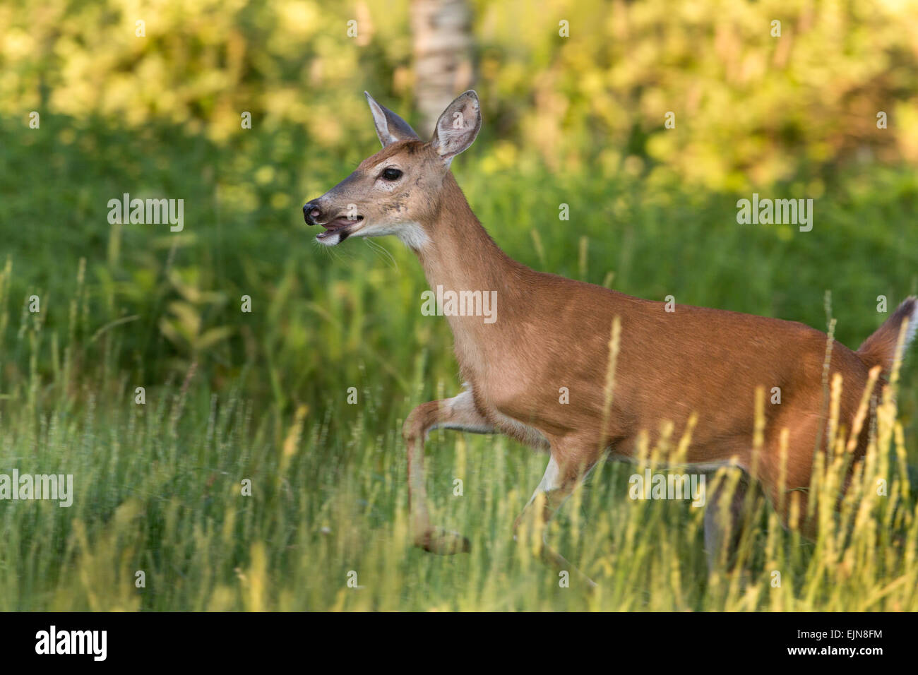 Whitetail deer whitetail deer yearling whitetail doe doe hi-res stock ...