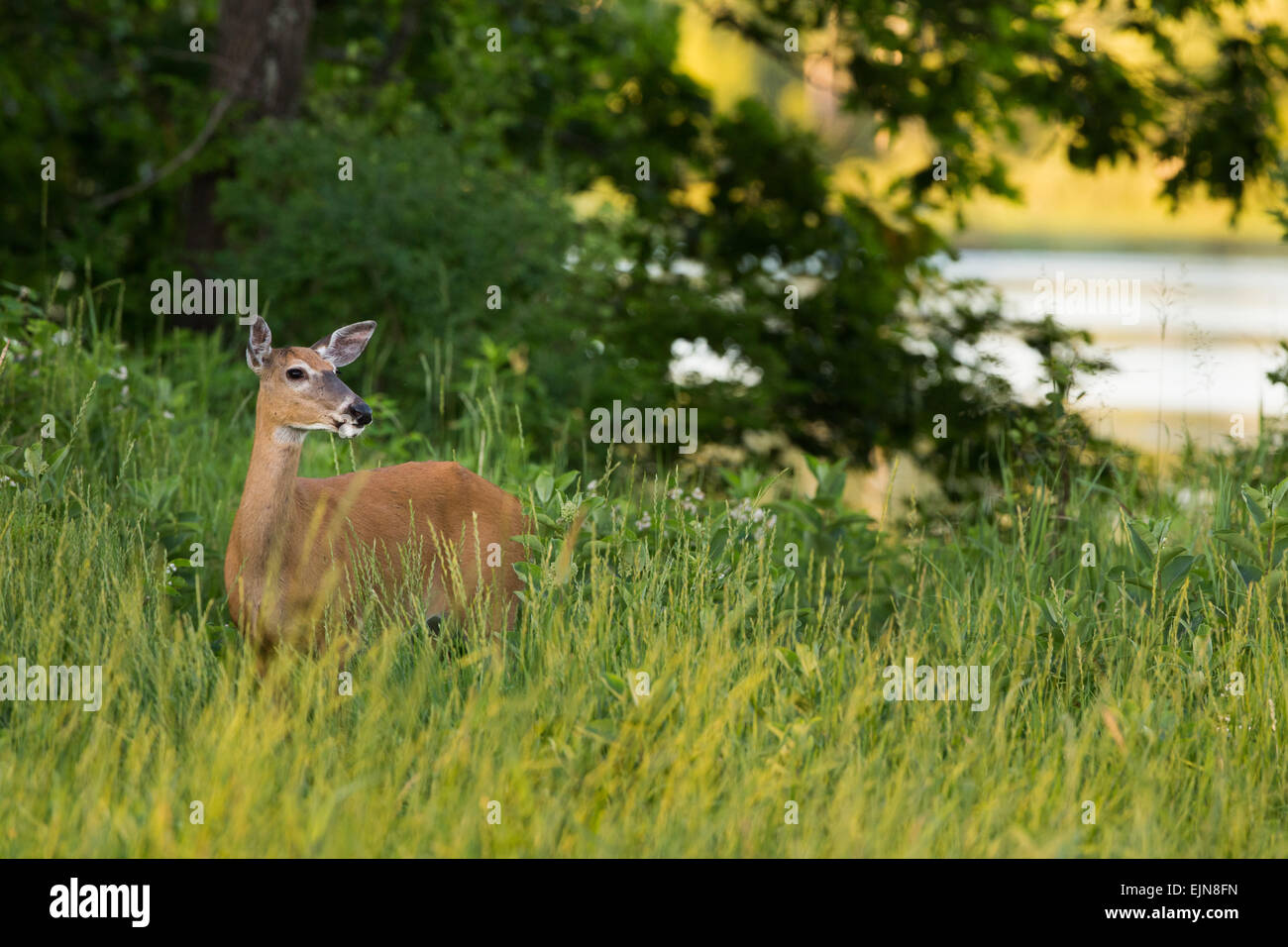Deer field water hi-res stock photography and images - Alamy
