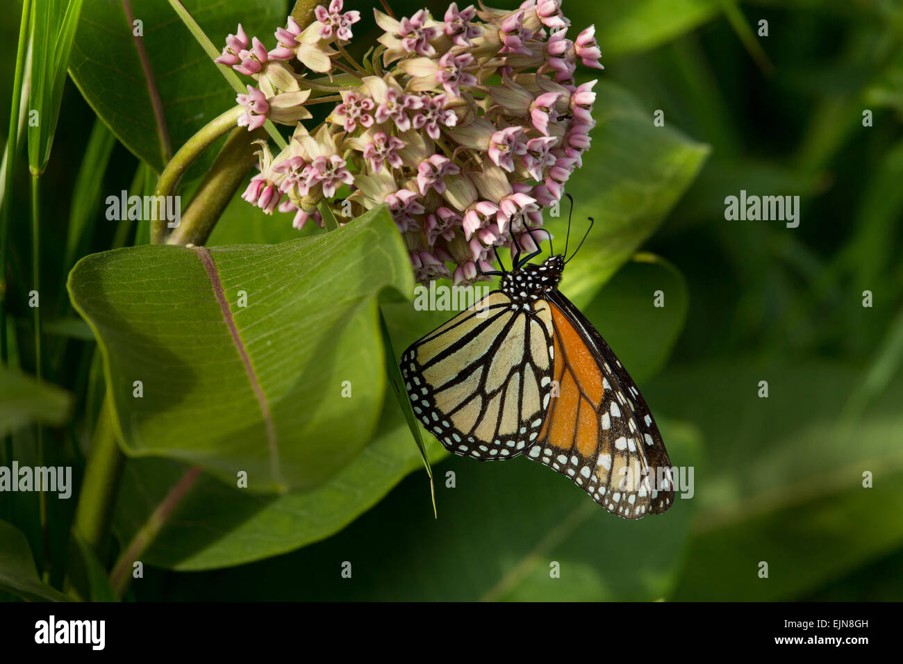 Monarch butterfly on common milkweed Stock Photo - Alamy