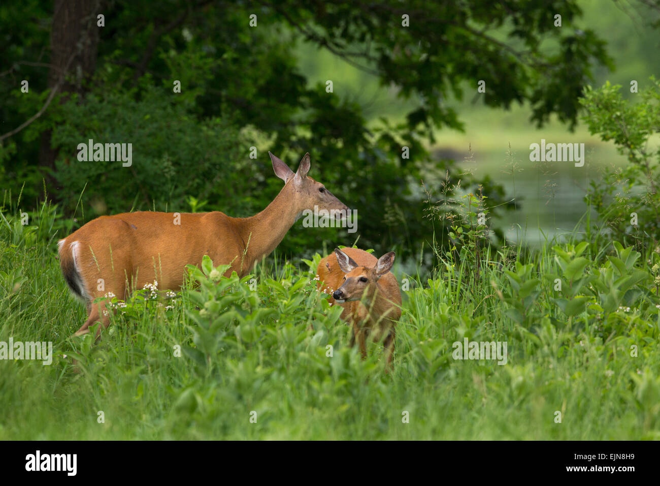 White-tailed deer (Odocoileus virginianus Stock Photo - Alamy