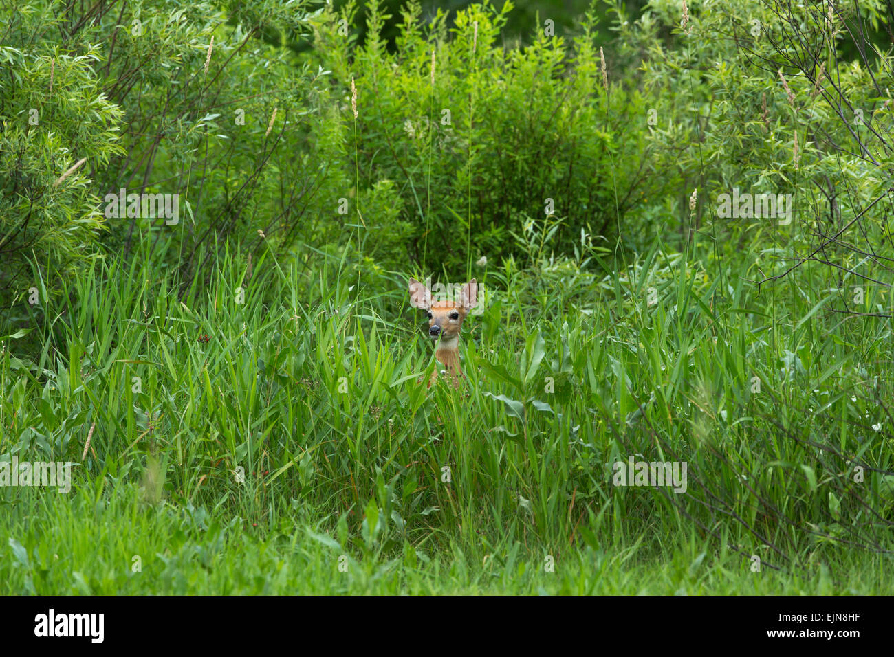 Mammal wild hidden fawn hi-res stock photography and images - Alamy