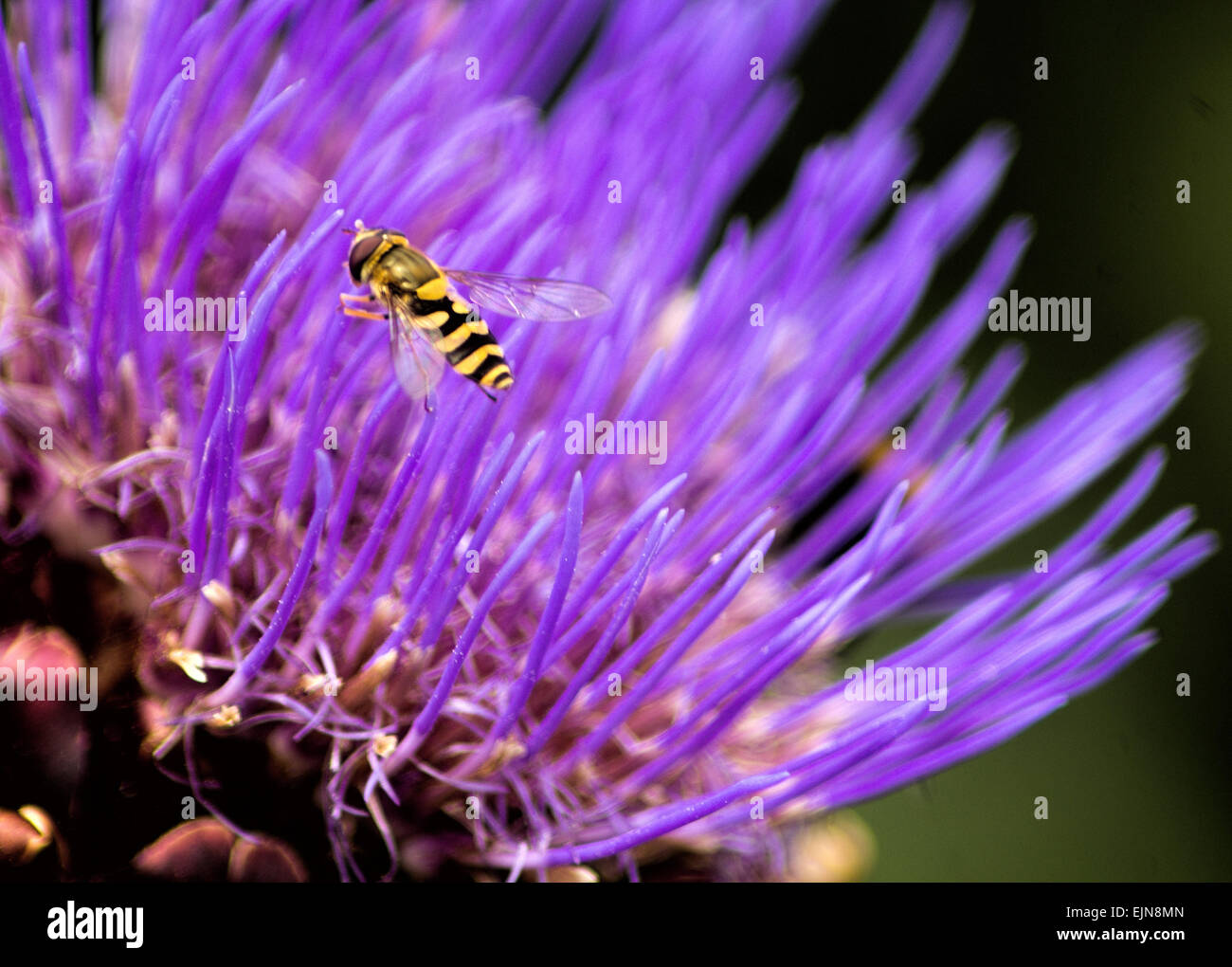 Honey Bee in Flight Stock Photo - Alamy