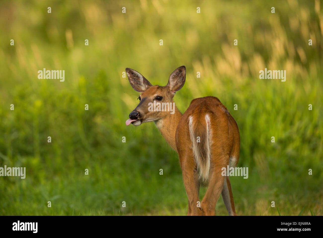 Whitetail deer whitetail deer yearling whitetail doe doe hi-res stock ...