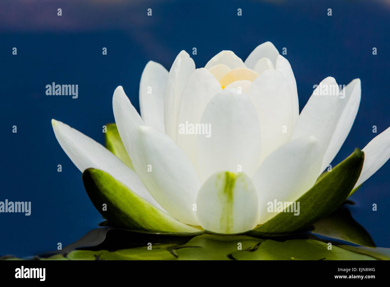 American White Water Lily Stock Photo - Alamy
