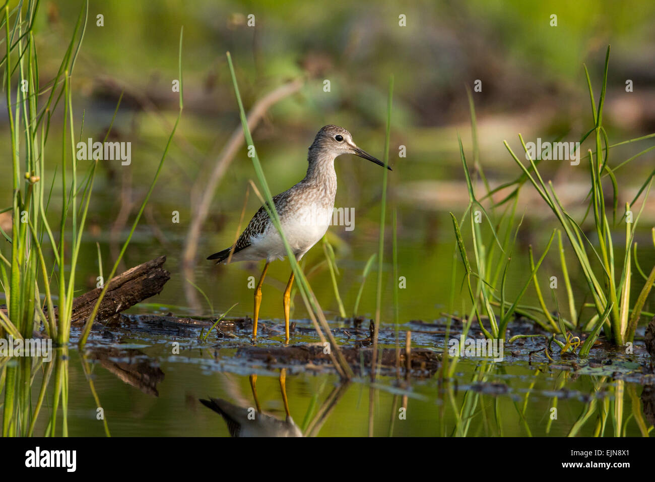 Lesser yellow legs hi-res stock photography and images - Alamy