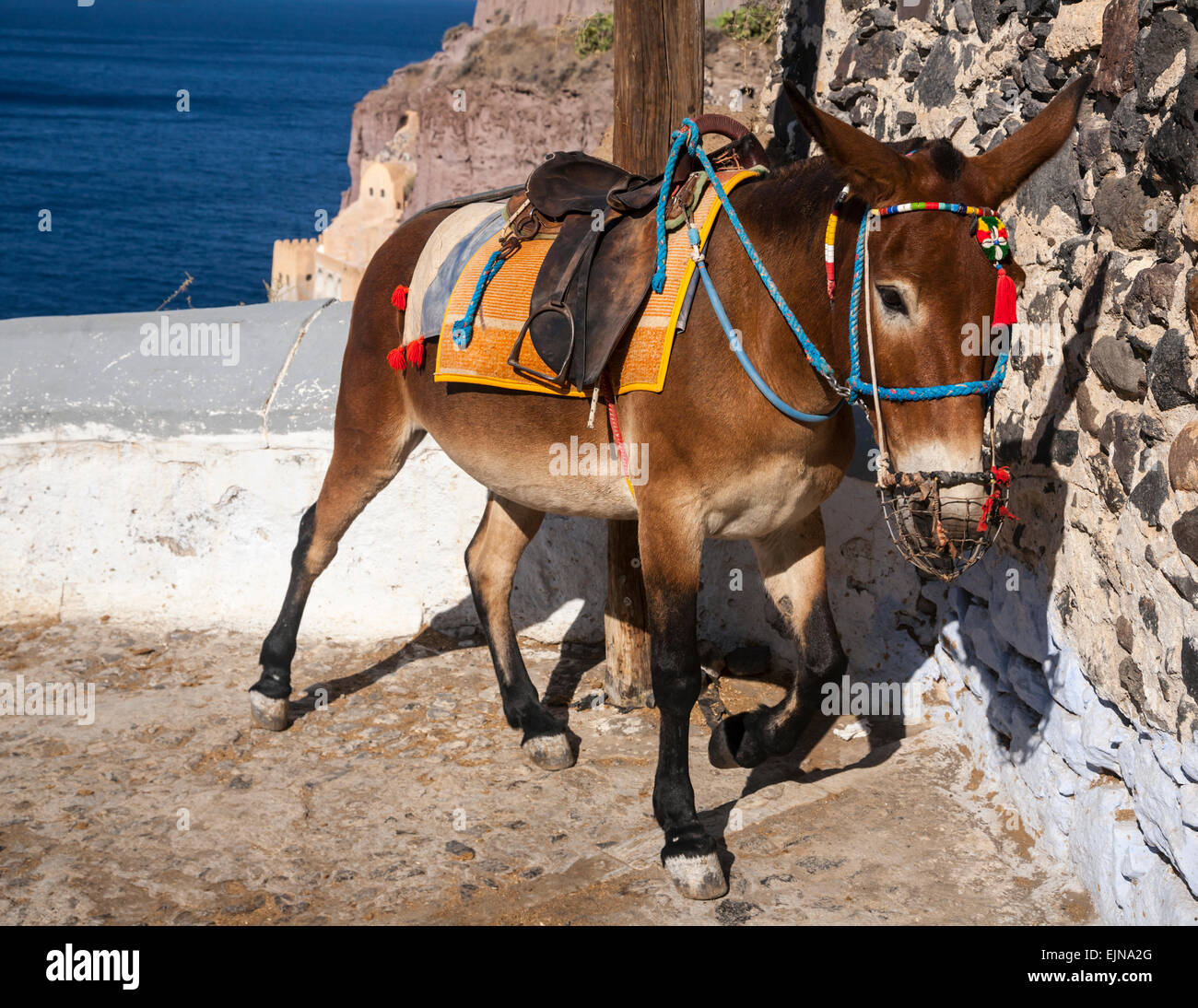 One of the many mules (donkeys) that carry tourists up the steep cliff ...