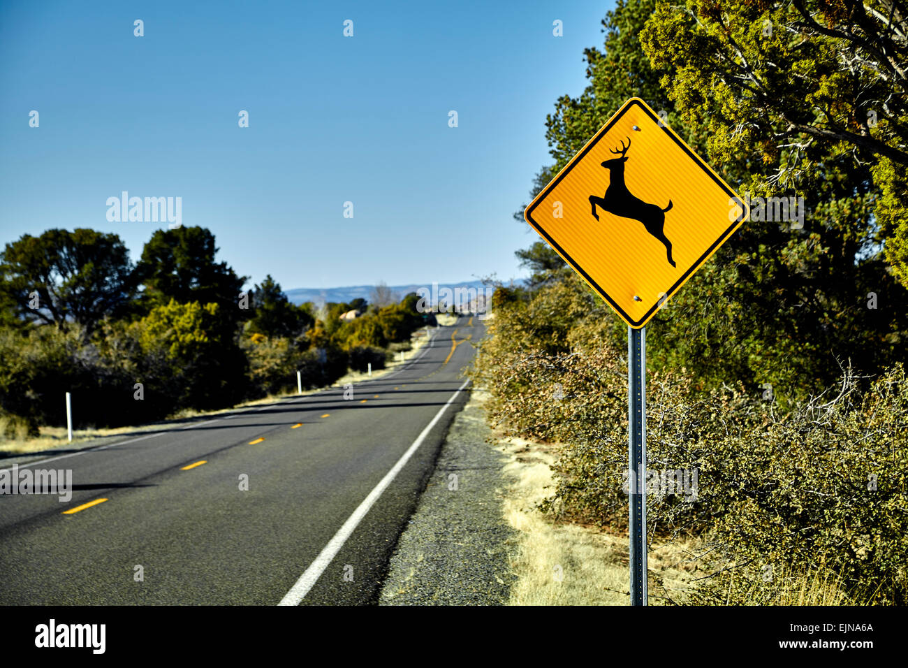 Deer Crossing Road Sign on side of asphalt road with pine trees Stock ...
