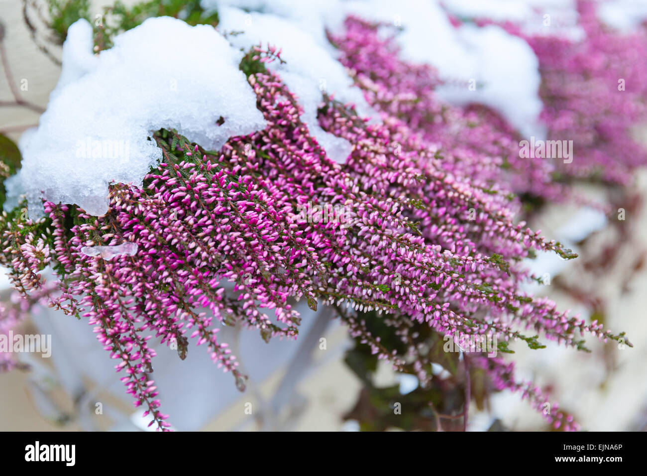 Purple heather flowers covered with snow and frost, macro photo with ...