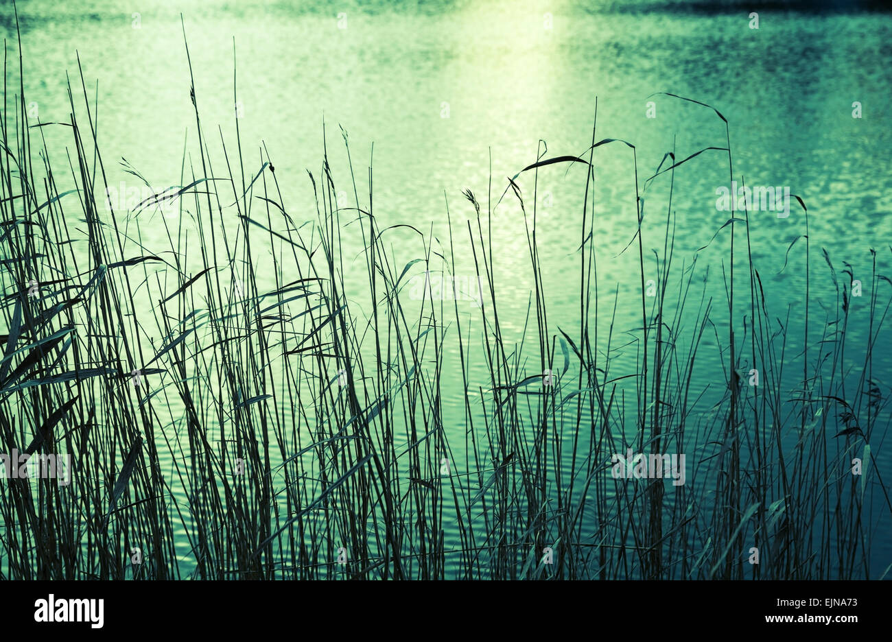 Coastal reed silhouettes, green toned photo, retro style tonal filter ...
