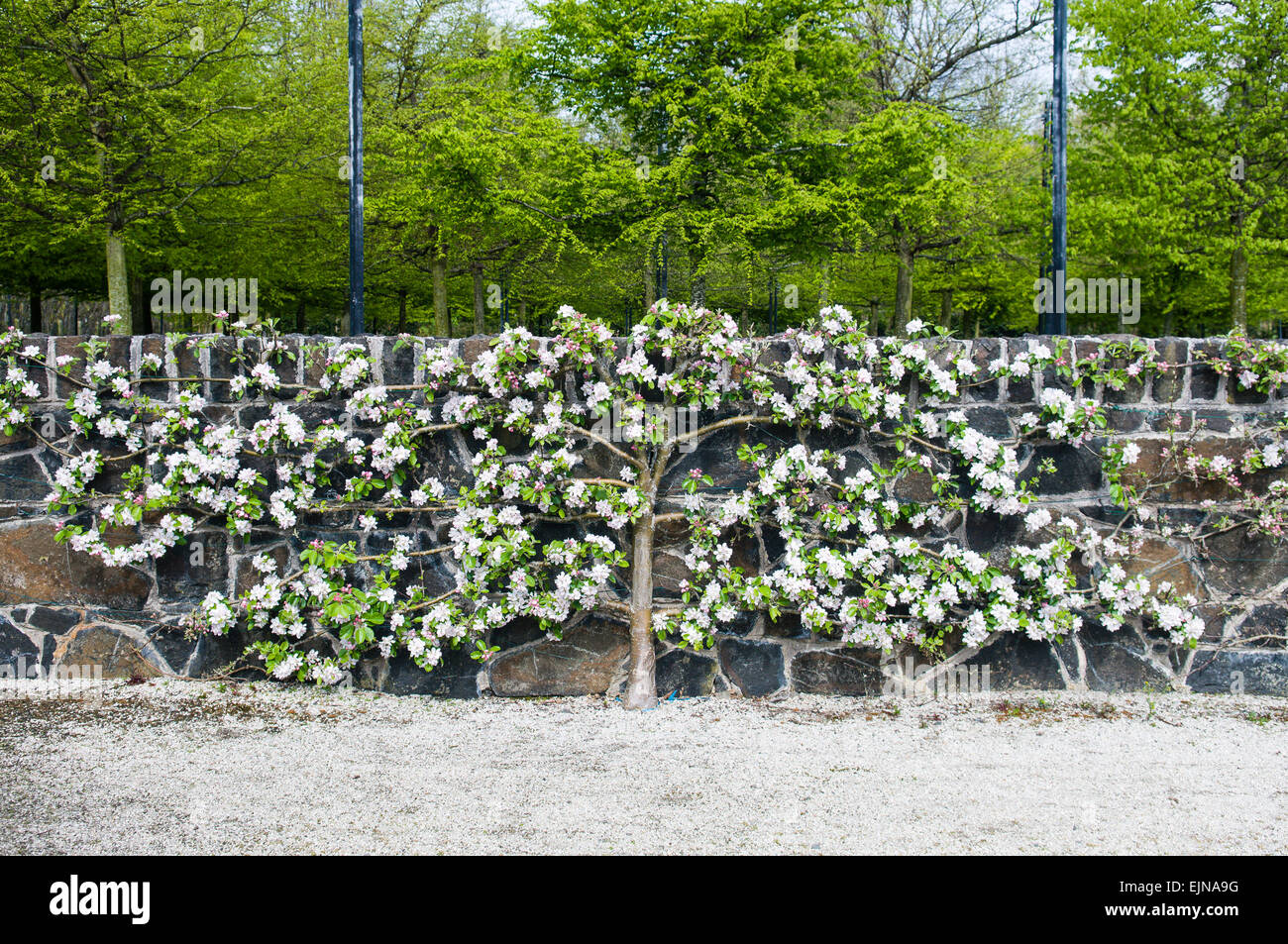 Apple tree trained along a south facing wall as an espalier Stock Photo ...