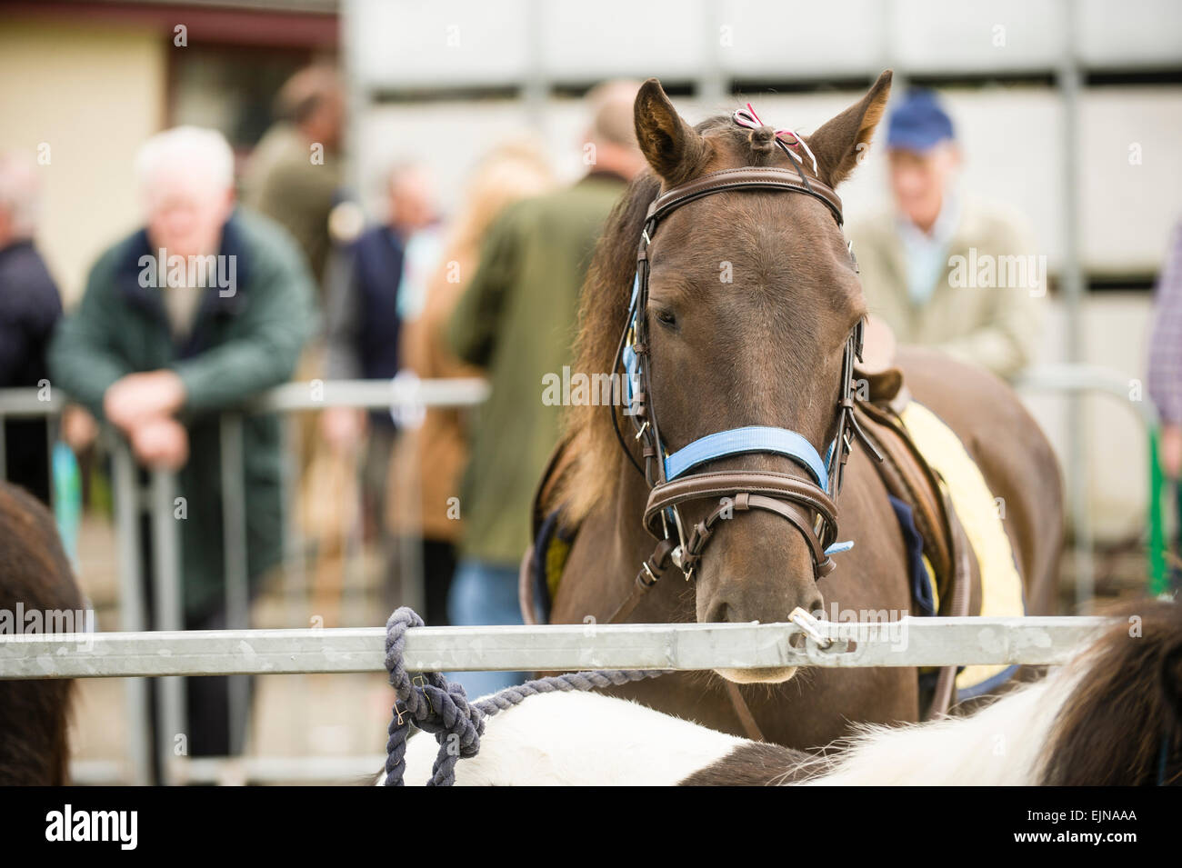Buying and selling horses hi-res stock photography and images - Alamy