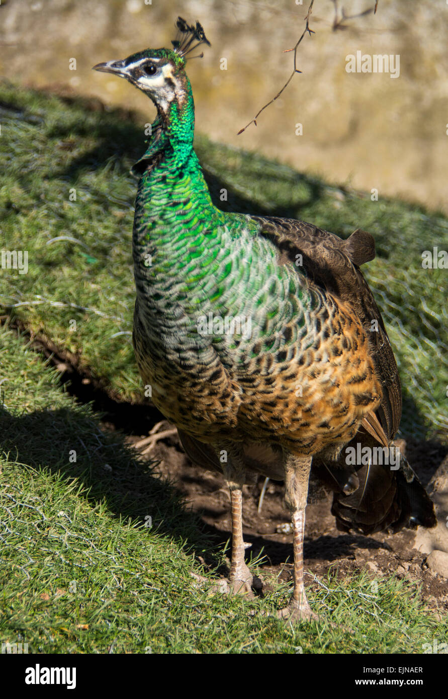 Juvenile peafowl hi-res stock photography and images - Alamy
