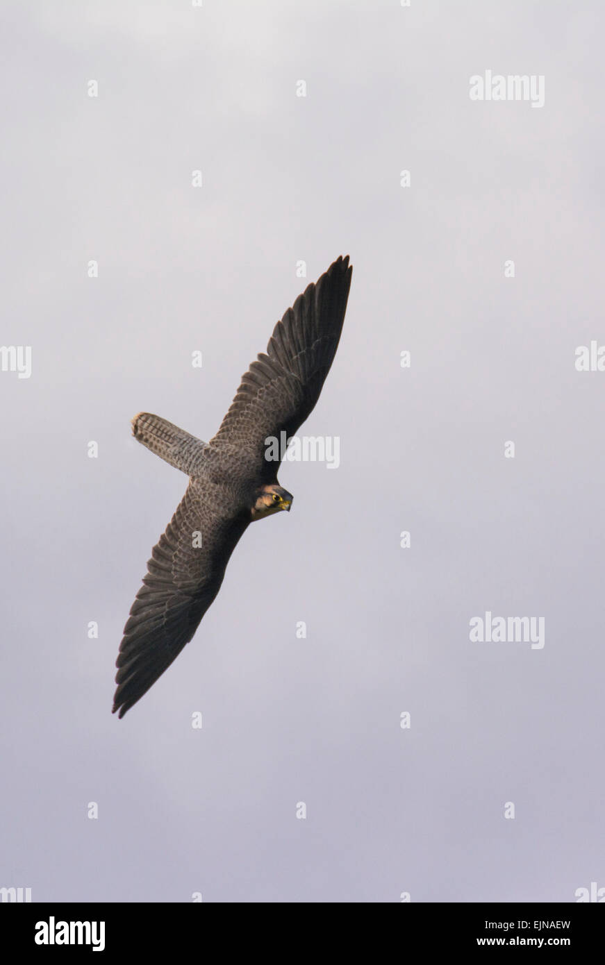Lanner falcon hi-res stock photography and images - Alamy