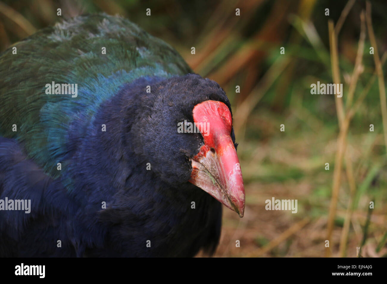 takahe endangered flightless bird indigenous to New Zealand at ...