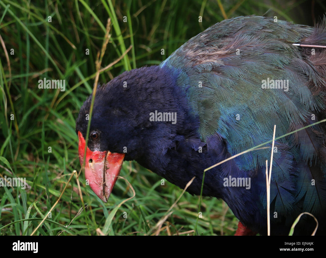 takahe endangered flightless bird indigenous to New Zealand at ...