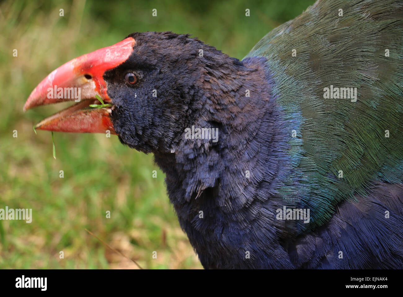 takahe endangered flightless bird indigenous to New Zealand at ...