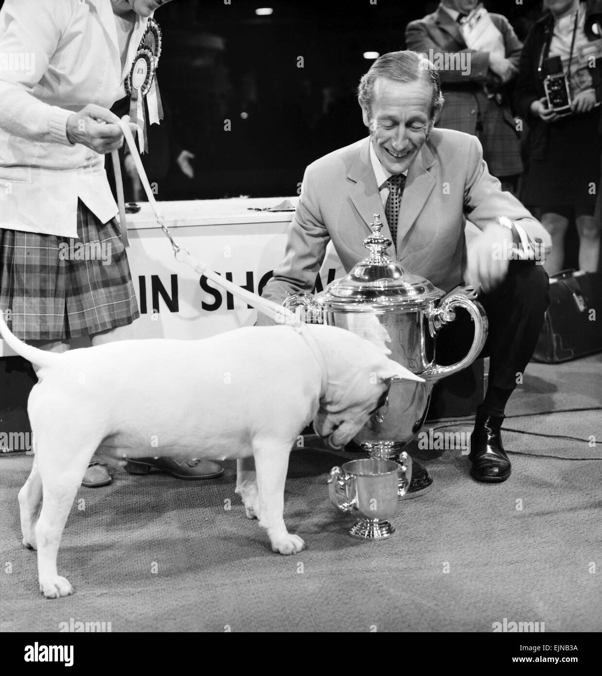 Britain's top dog is white bull terrier - Champion Abraxas Audacity ...