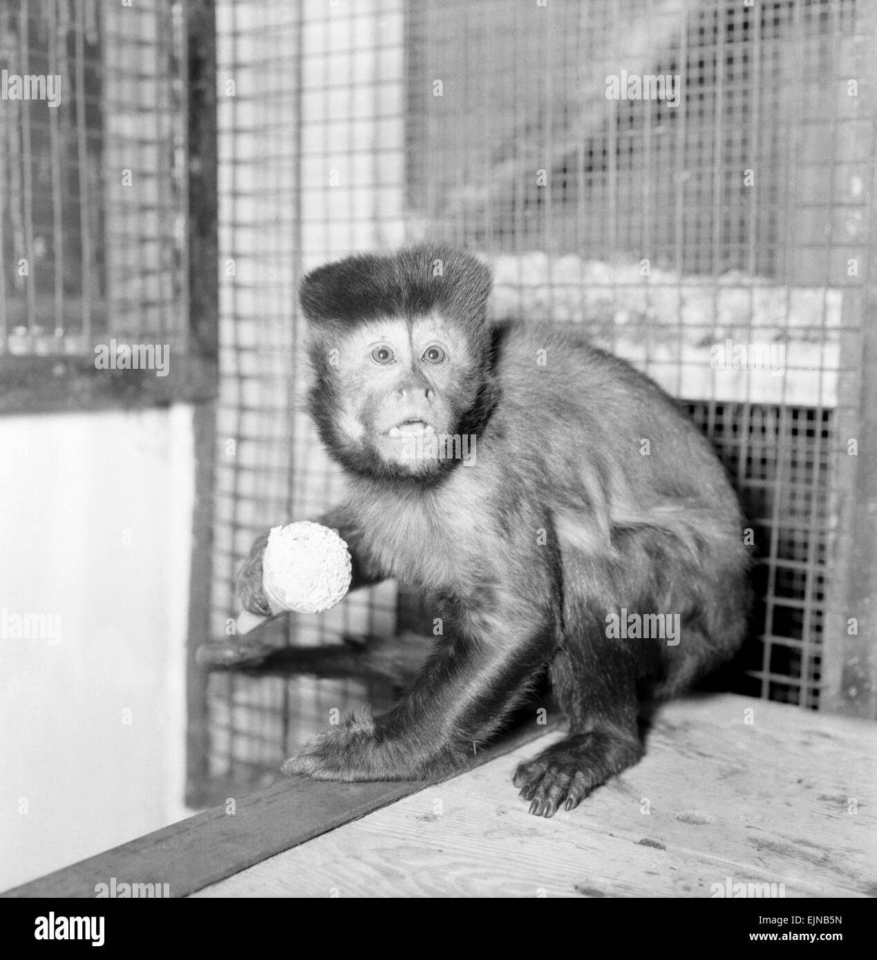 Capucine hi-res stock photography and images - Alamy