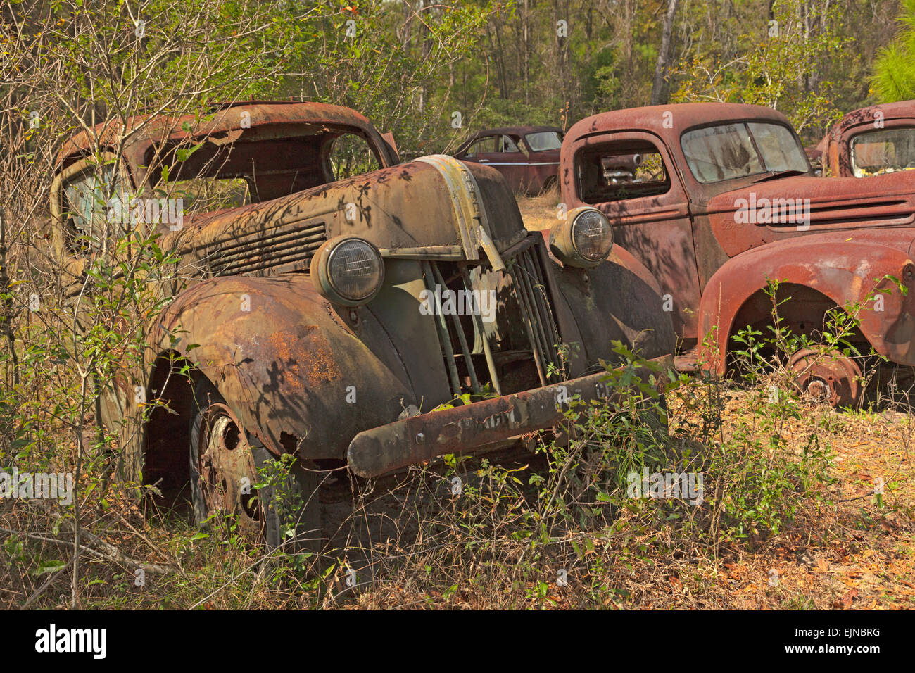 Car graveyard in Florida. Several old, defunct and rusty automobiles ...